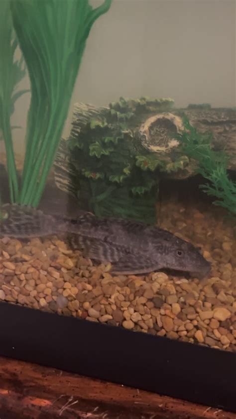 How Do I Sex My Plecos Algae Eaters R Pleco