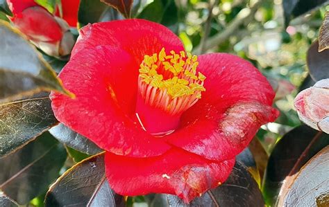 박찬열의 숲과 삶 동백나무와 동박새