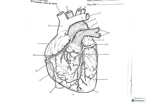 Biol 431 Heart Anatomy W Diagram Diagram Quizlet