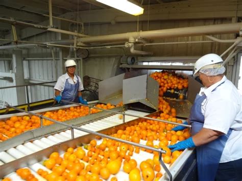 Fruit Sorting — Gmc Training Institute