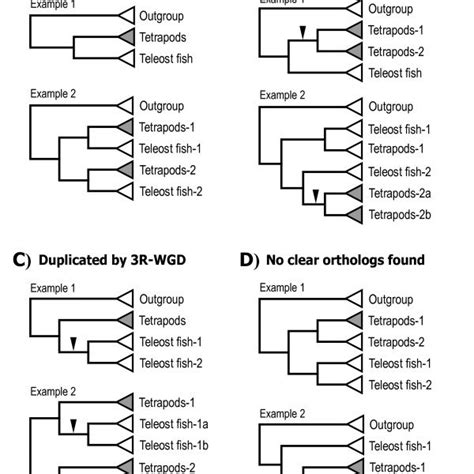 Schematic View Of The Four Categories Of Orthologous Gene Groups A
