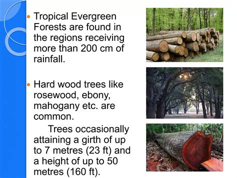 Forests Deciduous Evergreen Pptx