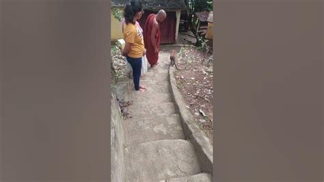 වැල්ගොල්ල ආරණ්‍යය සේනාසනයේ කිරී Youtube