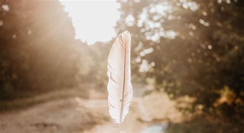 Signification Des Plumes Selon Leur Couleur Message Des Anges