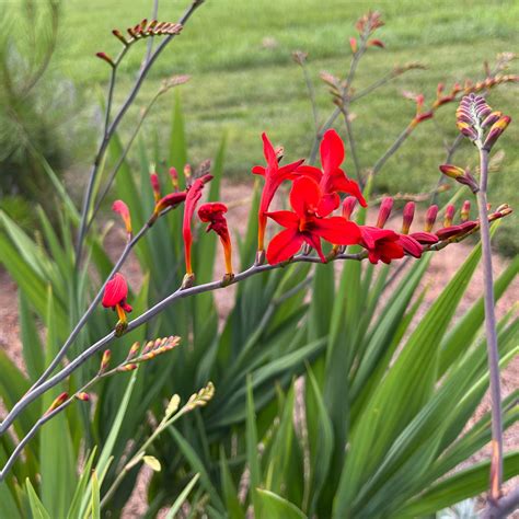 Lucifer Crocosmia Plant For Sale Montbretia Green Canvas Farms