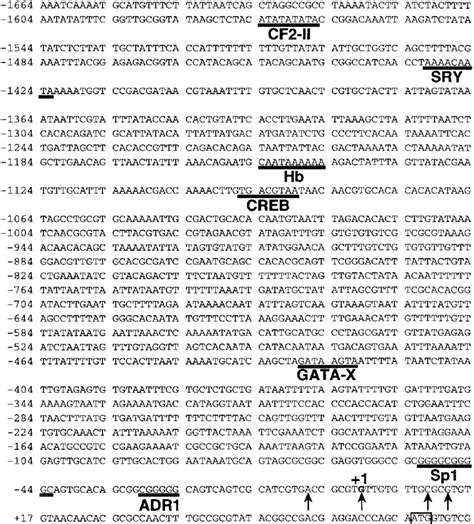Dna Sequence Of The 5 Flanking Region Of The Bmdsx Gene The Potential