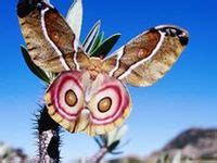 56 Moths Ideas Moth Beautiful Bugs Beautiful Butterflies