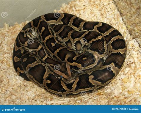 Burmese Python Python Bivittatus Stock Photo Image Of Reptile Reptiles 275473534