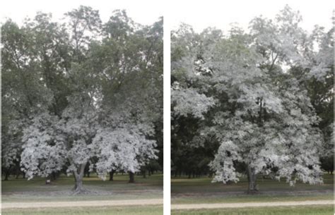 Scab Management Keys Sprayer Coverage Orchard Environment Pecan South Magazinepecan South