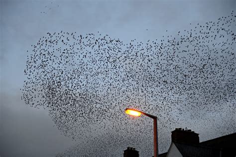 Birds Yearn For The Bright Lights Of Cities