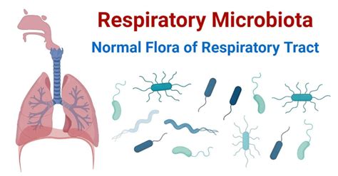 What Is Mixed Respiratory Flora At Dennis Holguin Blog