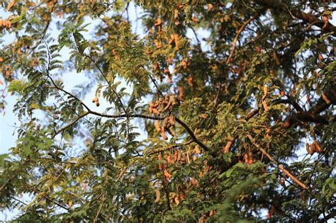 Sweet Tamarind And Leaf On The Organic Trees Raw Tamarind Fruit Hang