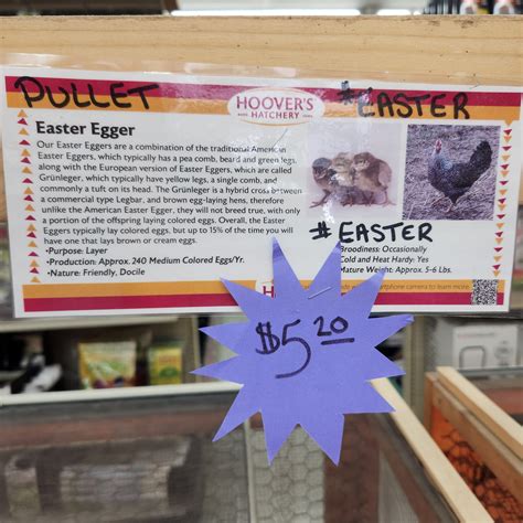 Easter Egger Pullets Are Here🐣 Big 4 Lumber Ace Hardware Facebook