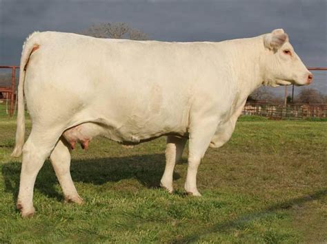 Evidence Points To Charolais Having Been Around As Early As 878 Ad Per