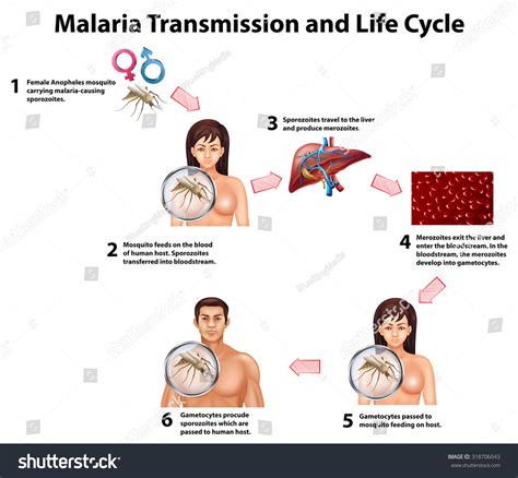 Malaria Transmission Life Cycle Illustration เวกเตอร์สต็อก ปลอดค่า