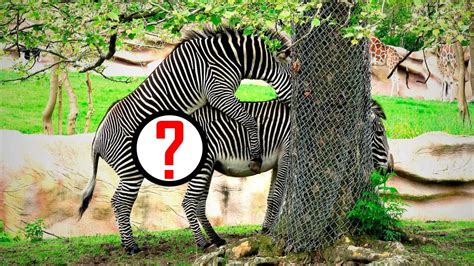 Zebra Mating A Phenomenon Thats Going Viral On Youtube Youtube Zebra Mating A Phenomenon Thats Going Viral On Youtube Youtube