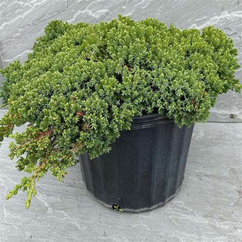 Juniper Dwarf Japanese Garden Fiesta Gardens Store