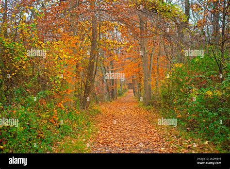 Luscious Autumn Foliage Line The Nature Trails In Institute Woods At