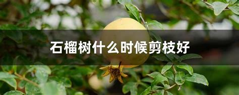 石榴树什么时候剪枝好 花百科