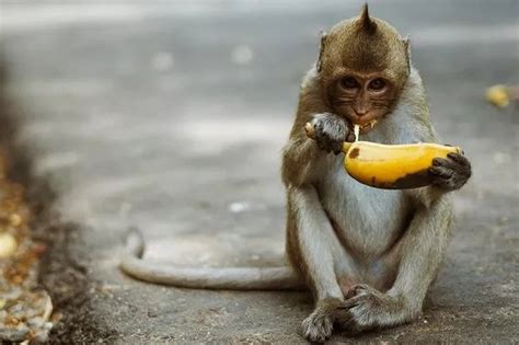 Can Raccoons Eat Bananas Which Vegetables Can Raccoons Eat Into Yard