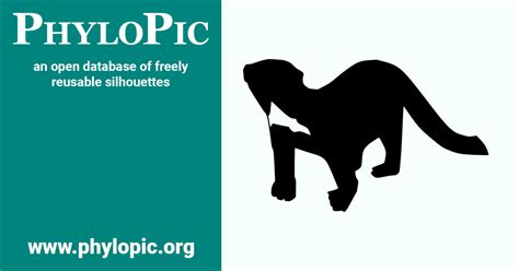 Eira Barbara By Edwin Price Cc0 10 Phylopic