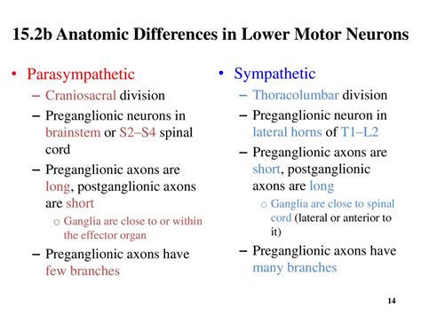 Chapter 15 Autonomic Nervous System Ppt Download