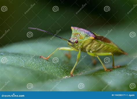 Hawthorn Shield Bug On A Leaf Stock Image Image Of Nature Leaf