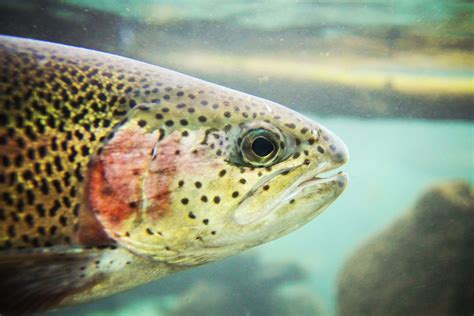 Growing Microalgae For Trout Feed Using Power Plant Emissions All About Feed