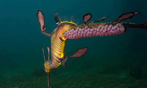 Những bức ảnh chiến thắng cuộc thi ảnh nghệ thuật dưới nước Ocean Art 2022