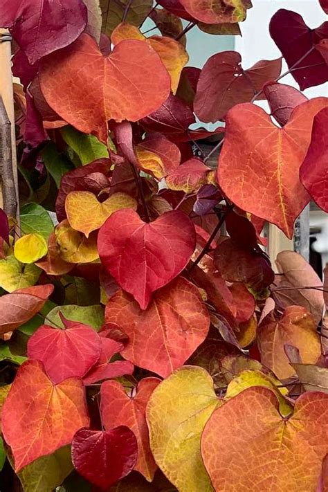 Buy Flamethrower Redbud Tree Free Shipping 5 Gallon Pot