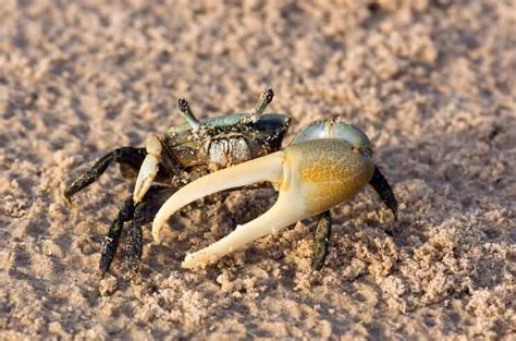 Fiddler Crab Care Guide Tank And Habitat Profile Fishkeeping World