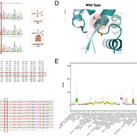The Hmgcr Mutation A Sanger Sequencing Of An Hmgcr Amplicon Of An Download Scientific