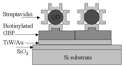 Details Of The Hierarchical Self Assembly Scheme Between The Au