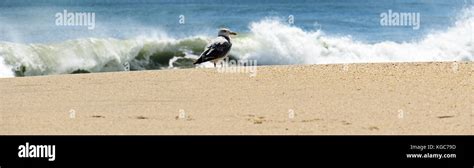 The Crashing Waves Provide A Dynamic Backdrop To This Summertime
