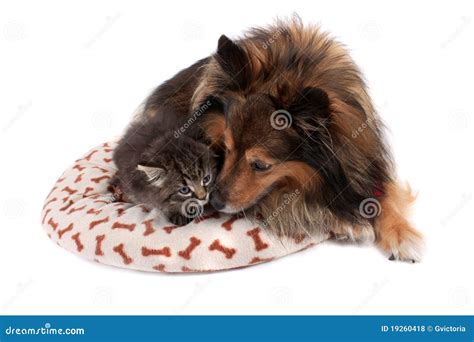 Kat En Hond Samen Stock Foto Image Of Katje Achtergrond 19260418