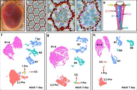 Single Cell Rna Sequencing Of Adult Drosophila Eyes Reveals All