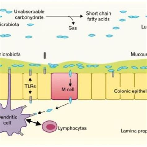 Luminal And Mucosal Colonic Microbiota And Their Roles In Gut
