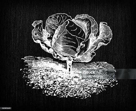 식물 식물 식물 식물 골동품 조각 삽화 초기 황소 심장 양배추 19세기에 대한 스톡 벡터 아트 및 기타 이미지 19세기 19세기 스타일 고풍스런 Istock