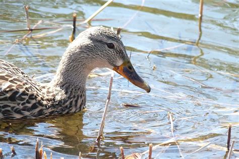 Gratis Canard Foto Piqsels