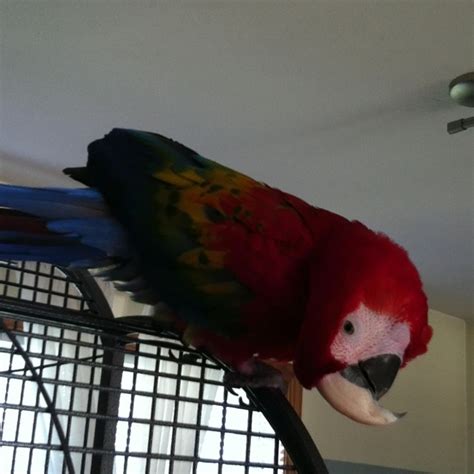 My Ruby Macaw Macaw Bird Feathers Parrot