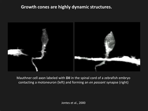 PPT Axon Outgrowth And Pathfinding PowerPoint Presentation Free Download ID 3284161