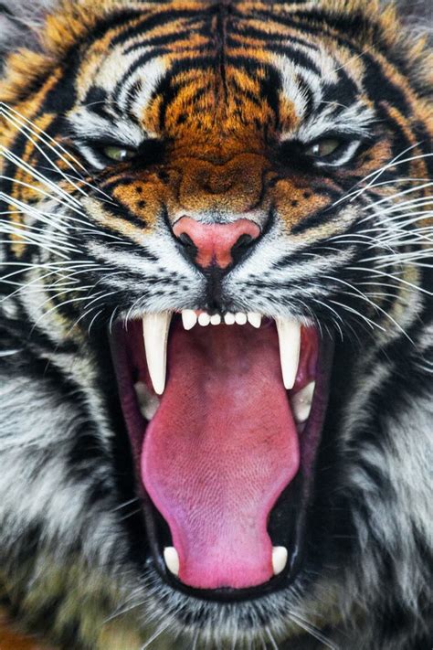 Temp Glass Wfoil Roaring Tiger Classy Art