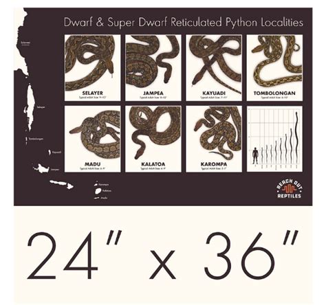 Dwarf And Super Dwarf Reticulated Python Localities Poster Reach Out