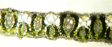 Kranz Anatomy Digital Herbarium Of Crop Plants Kranz Anatomy Digital Herbarium Of Crop Plants