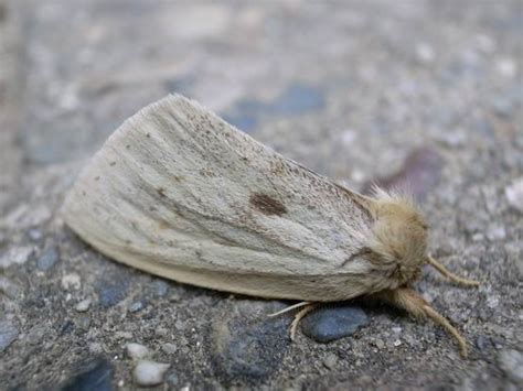 Cutuza Straminea