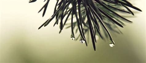 Dr Debra Clapp Nd Home