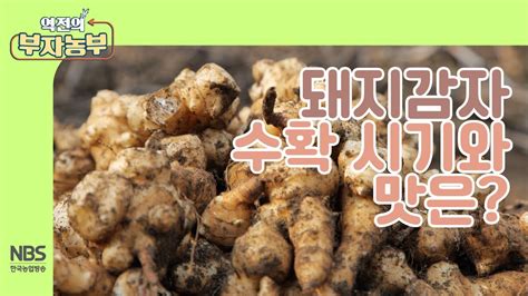 역전의부자농부 228회 돼지감자 파종시기와 수확시기 그리고 맛은 Youtube