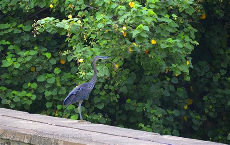 Anecdotal Traveller Re Discovering Berhala Reping