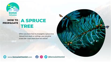 How To Propagate A Spruce Tree Bonsai Bonsai Alchemist