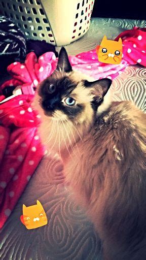 Sophie Wiki Cats Amino